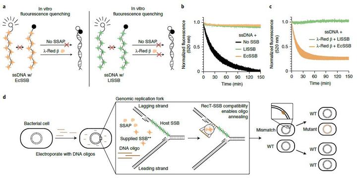 NCB：共表达单链DNA退火与结合蛋白可提升细菌同源重组效率 - 知乎