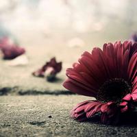 PY184-铋黄知多少？ - 知乎