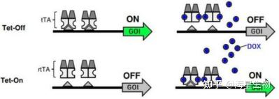 基因表达调控—四环素诱导系统简介 - 知乎