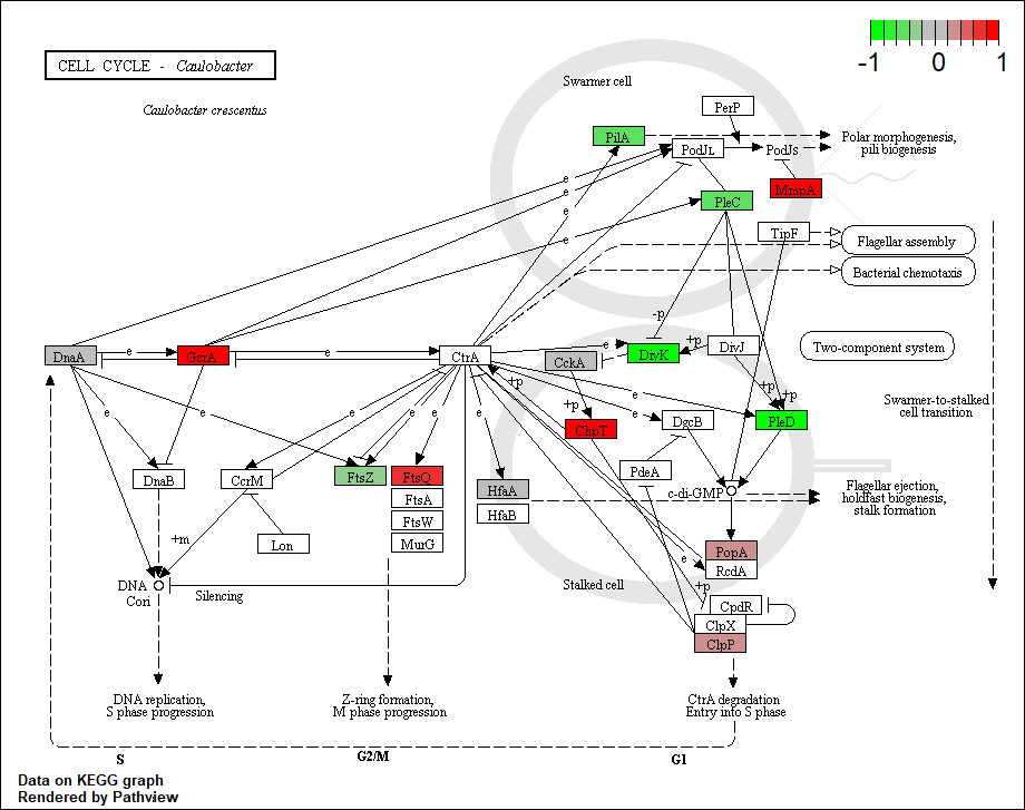 Pathview包：整合表达谱数据可视化KEGG通路 - 知乎
