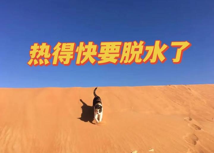 如何让猫多喝水 知乎