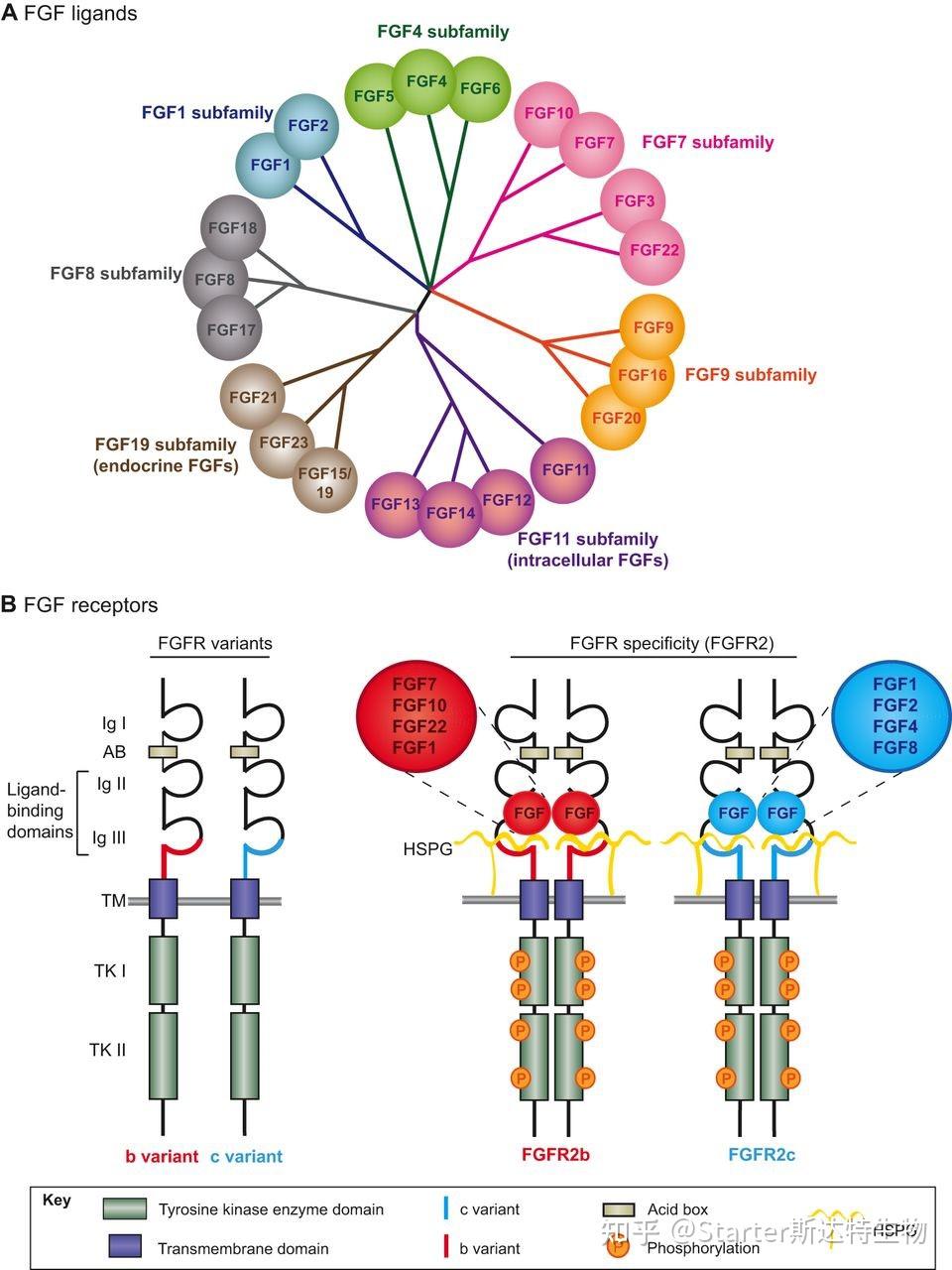 成纤维细胞生长因子12：大脑与心脏的隐秘守护者 - 知乎