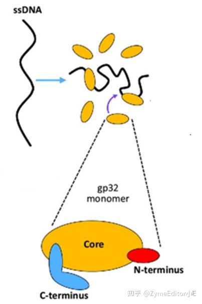 干货│从原理到应用，带你全方面了解T4 gene 32 protein - 知乎