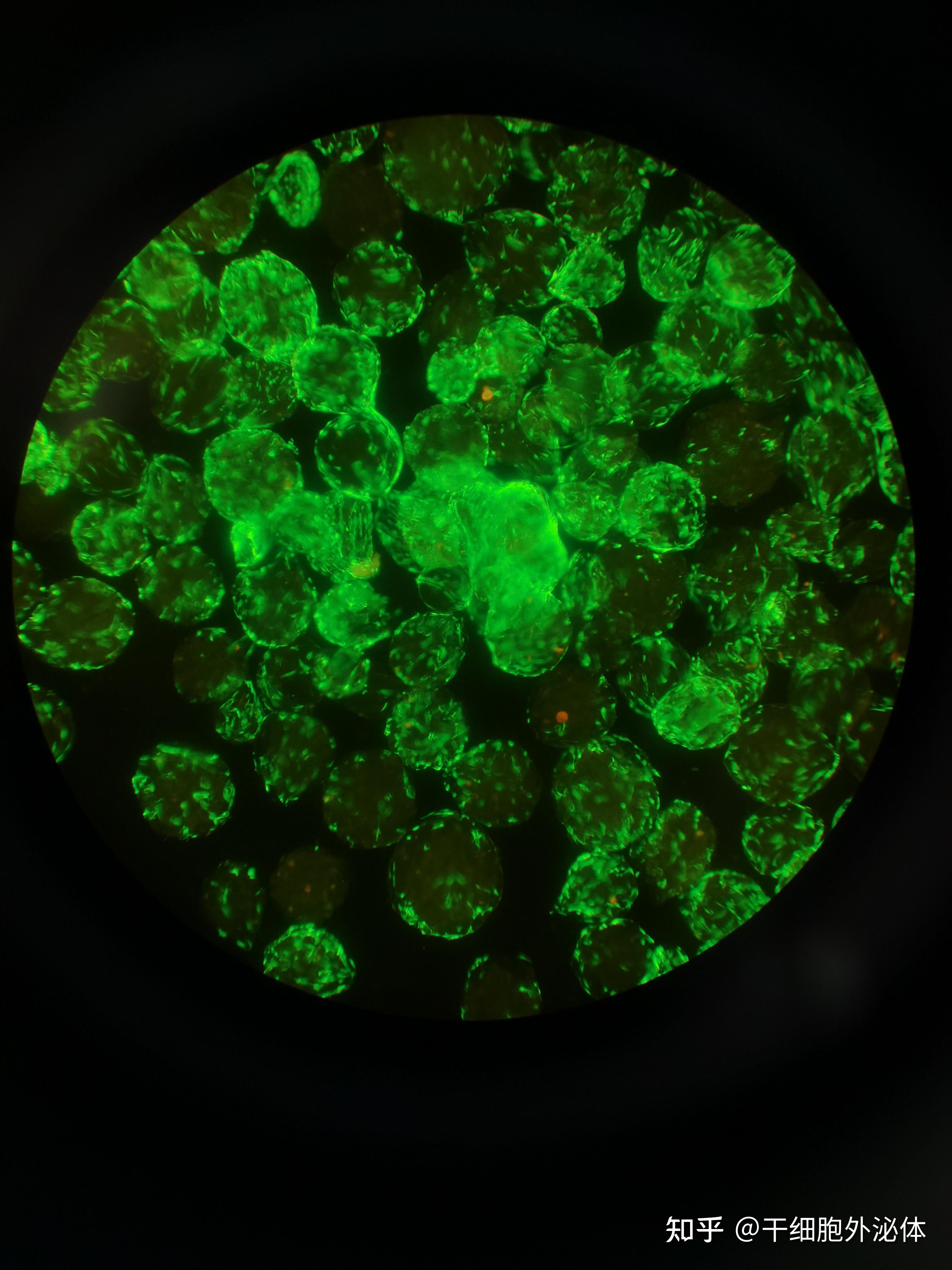 细胞计数仪做细胞存活率分析一定需要染色吗？什么需要需要荧光染料染色？ - 知乎