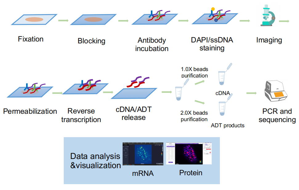 技术新突破 | Stereo-CITE-seq实现超高空间分辨率共检测组织全转录组和蛋白质 - 知乎