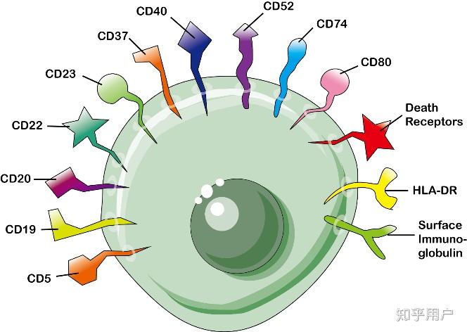标记CD3-，这个 - 我怎么理解? - 知乎