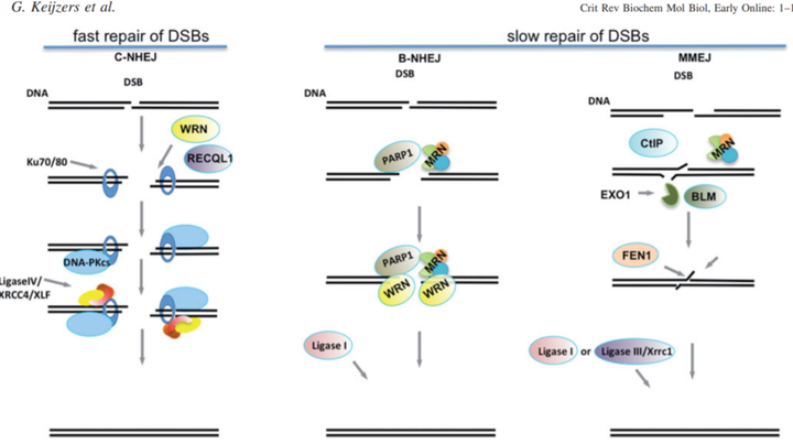 基因编辑-同源重组法介绍（homologous recombination） - 知乎