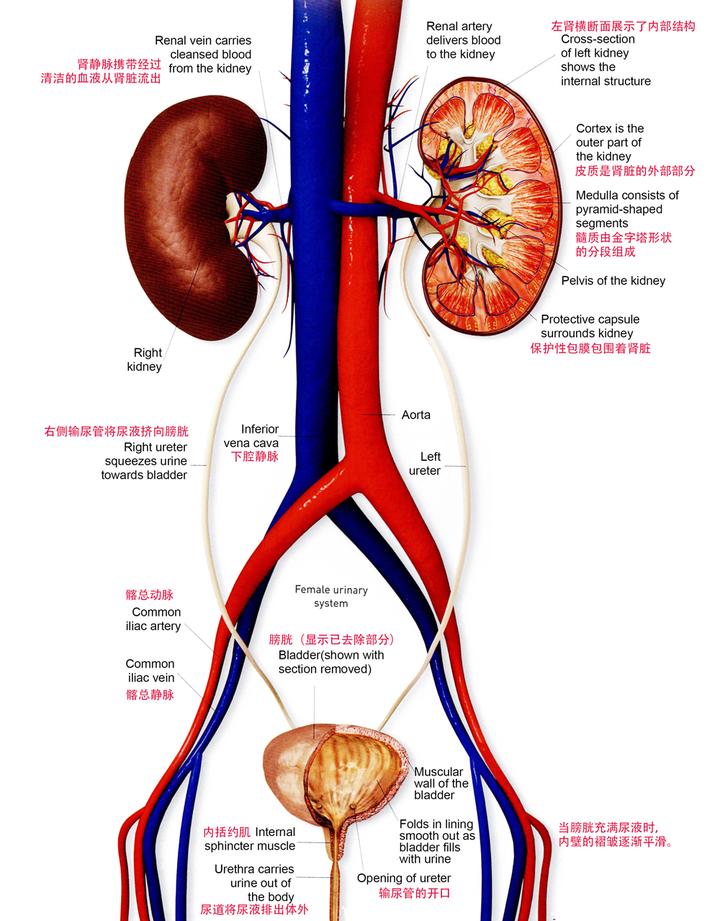 Waste disposal 01 – urinary system - 知乎