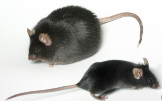 OB/OB MICE（肥胖鼠）—— Ⅱ型糖尿病 - 知乎