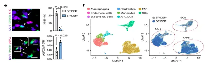衰老小课堂—SASP和细胞衰老 - 知乎