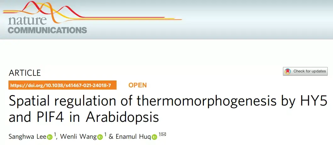 Nature Comm | 各司其职！植物通过PIF4和HY5的空间分布精细调控地上与地下部的热形态建成 - 知乎