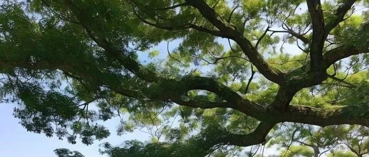 图标化的 TreeView 控件：把信息呈现的更有魅力！ - 知乎