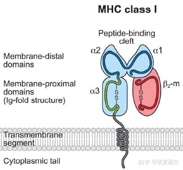 β2-Microglobulin/B2M：小蛋白，大侦探 - 知乎