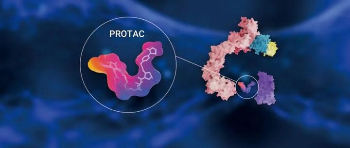 Cell 重磅丨不依赖泛素蛋白酶降解途径的新型 PROTAC - MCE - 知乎
