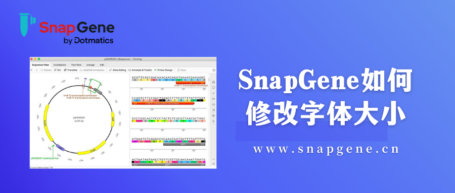 SnapGene 如何修改字体大小 - 知乎