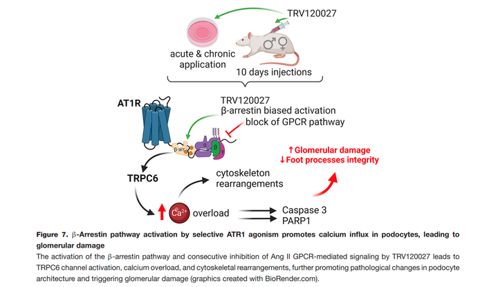 ATR1激动剂激活 β-Arrestin 通路可促进肾小球细胞中的钙内流 AbMole - 知乎