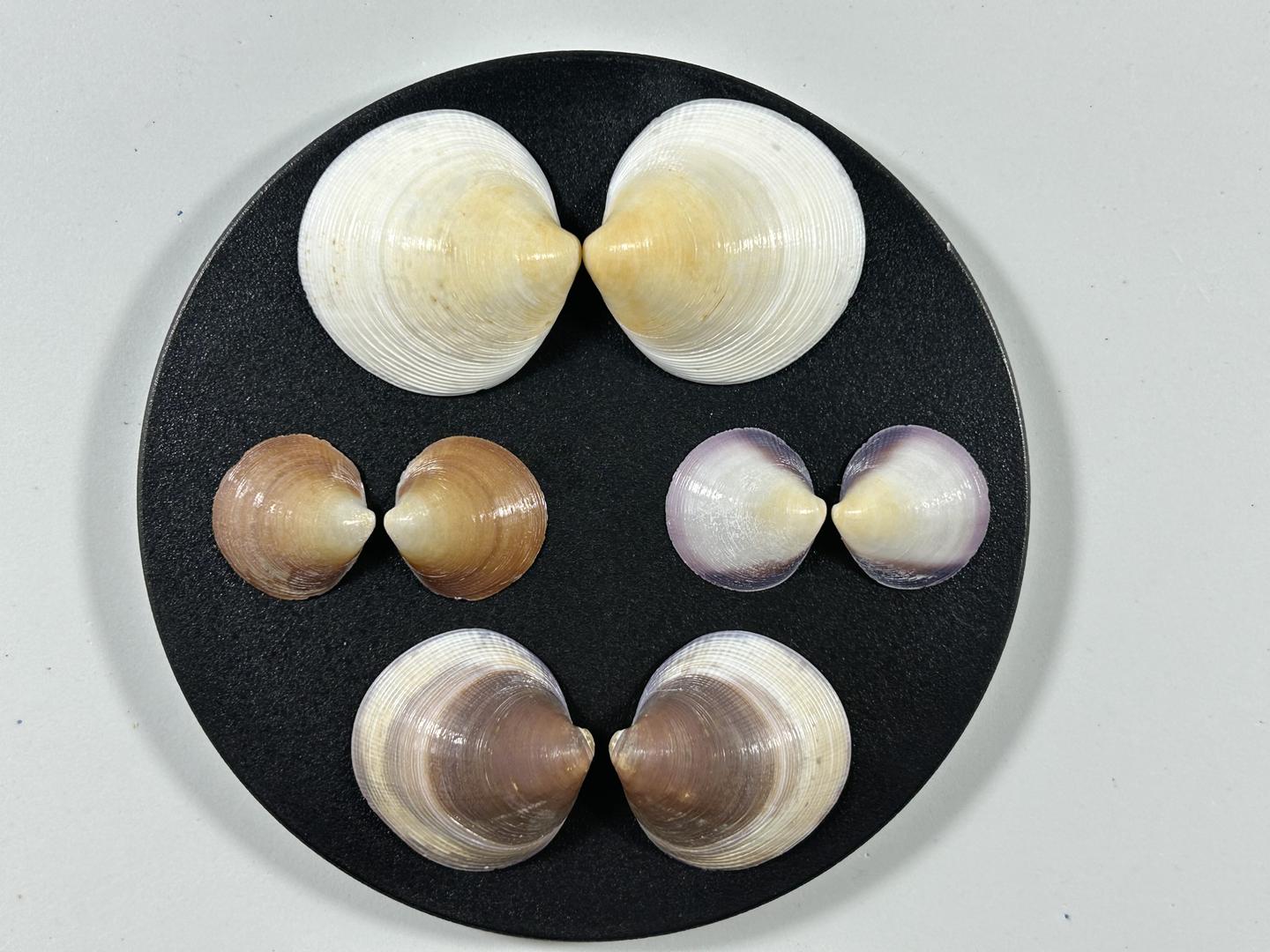 中国海洋生物 第1期 青蛤 Cyclina sinensis - 知乎