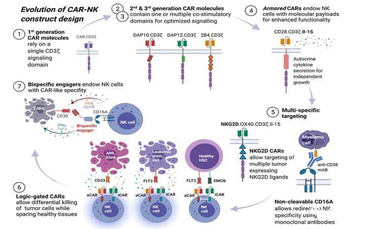 北联世纪CAR-NK细胞疗法：更具安全性、实用性、经济性的肿瘤免疫治疗新技术 - 知乎