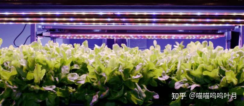 园艺照明设备植物生长灯UL8800测试标准 - 知乎