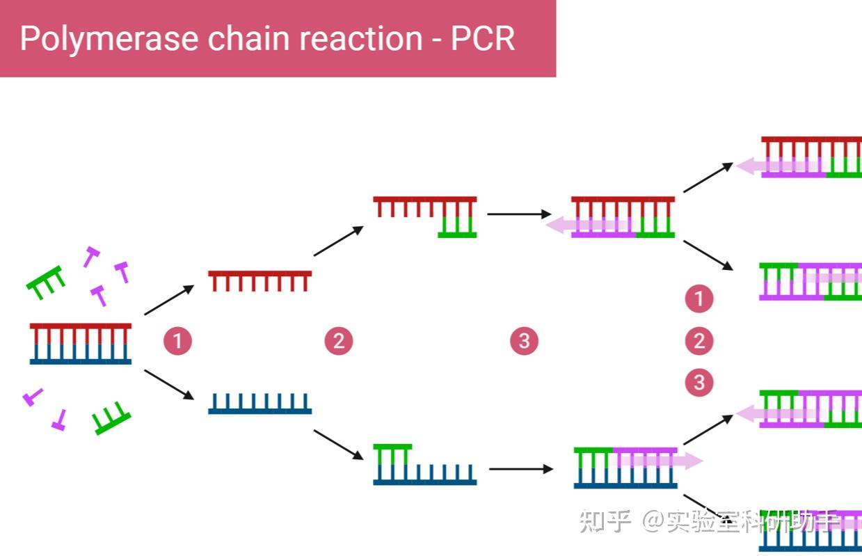 PCR，RT-PCR，qPCR，qRT-PCR 有什么区别呢 - 知乎