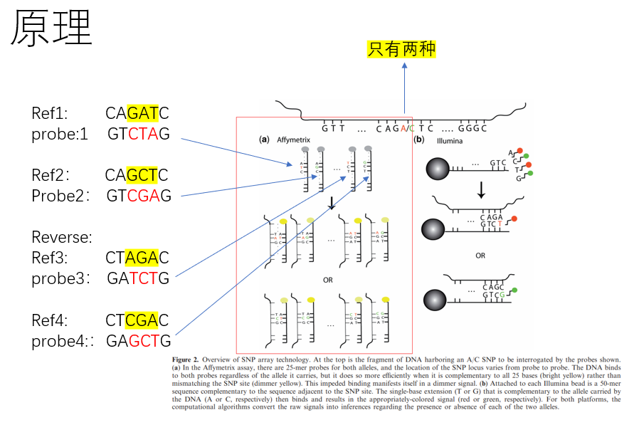 Affymetrix SNP6.0芯片分析记录 - 知乎