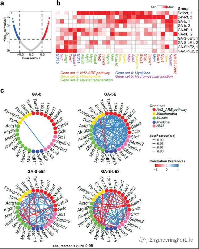 《Adv. Funct. Mater.》：光合蓝藻能高效诱导生物打印细胞构建体的高效肌肉组织再生 - 知乎