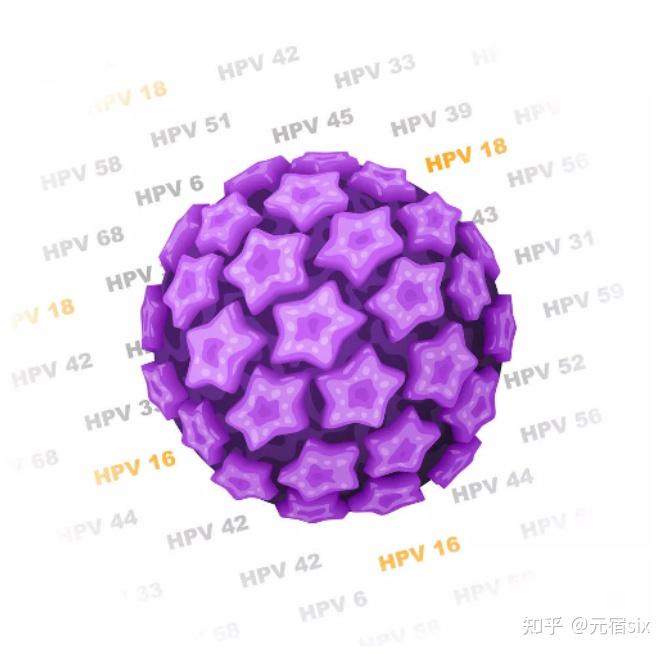 我国女性 HPV 感染率「双峰」分别为 17-24 、40-44 岁， HPV 真有那么容易感染吗？ - 知乎