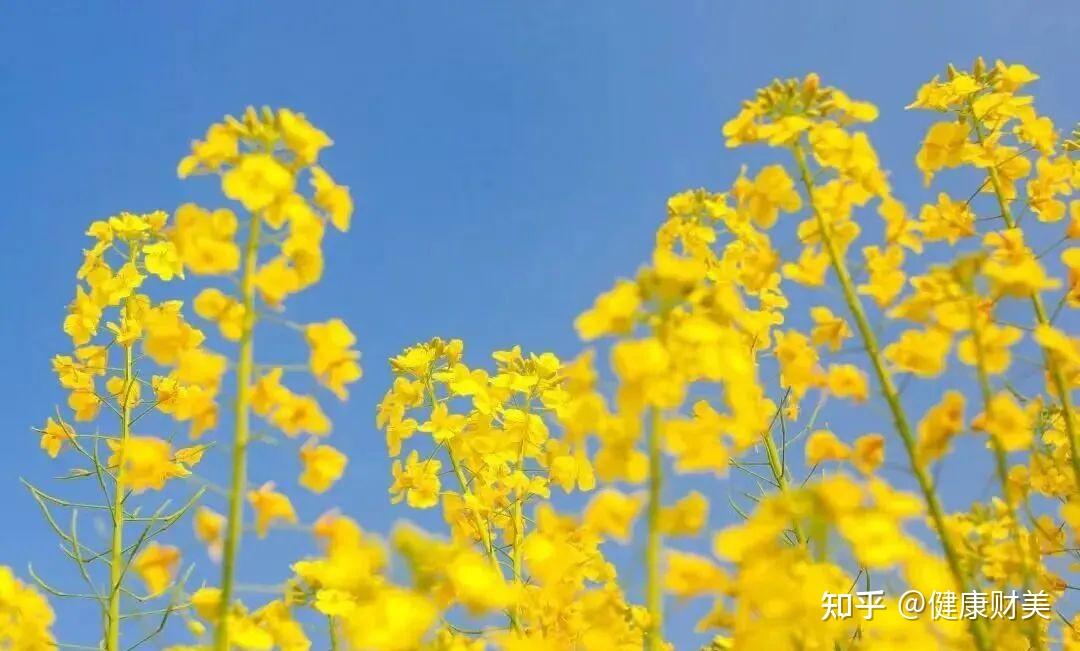 含有“金”字的古诗词有哪些 ？ - 知乎