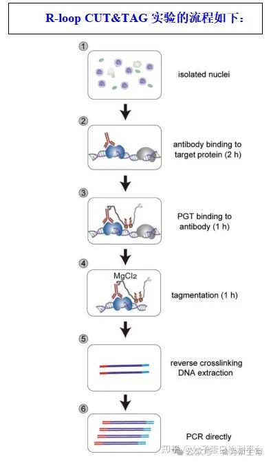 国自然新热点：CUT&Tag如何深度解析R-LOOP - 知乎