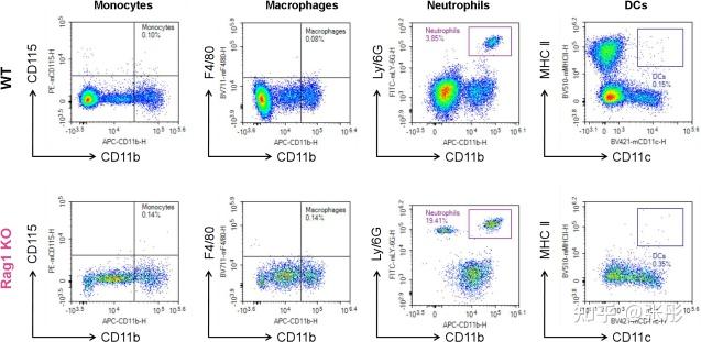 Rag1-KO小鼠 | 联合免疫缺陷模型 - 知乎