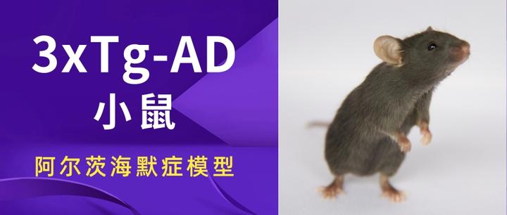 3xTg-AD（三转小鼠）— 阿尔茨海默症模型 - 知乎