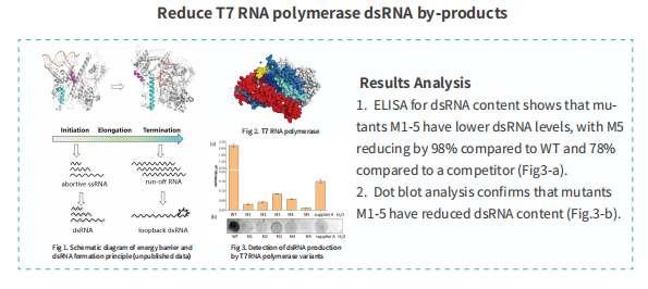 重磅新闻 |翌圣镁孚泰ZymeEditor平台利用半理性设计和FADS酶改造技术将T7 RNA聚合酶的dsRNA副产物降至1.8%，相关科技论文全网上线！ - 知乎
