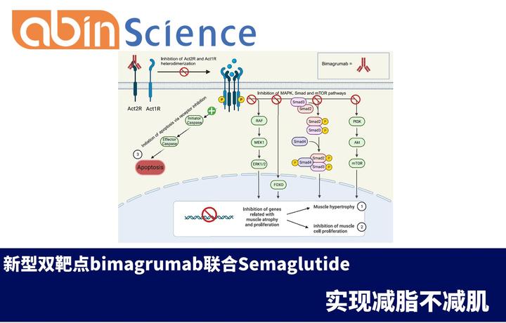 新型双靶点bimagrumab联合Semaglutide实现减脂不减肌 - 知乎