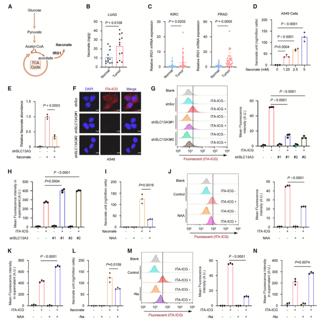 Cell Metabolism丨衣康酸转运蛋白SLC13A3通过烷基化介导的PD-L1稳定作用赋予免疫疗法耐药性 - 知乎