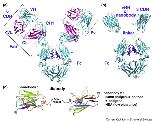 纳米抗体结构 - 知乎