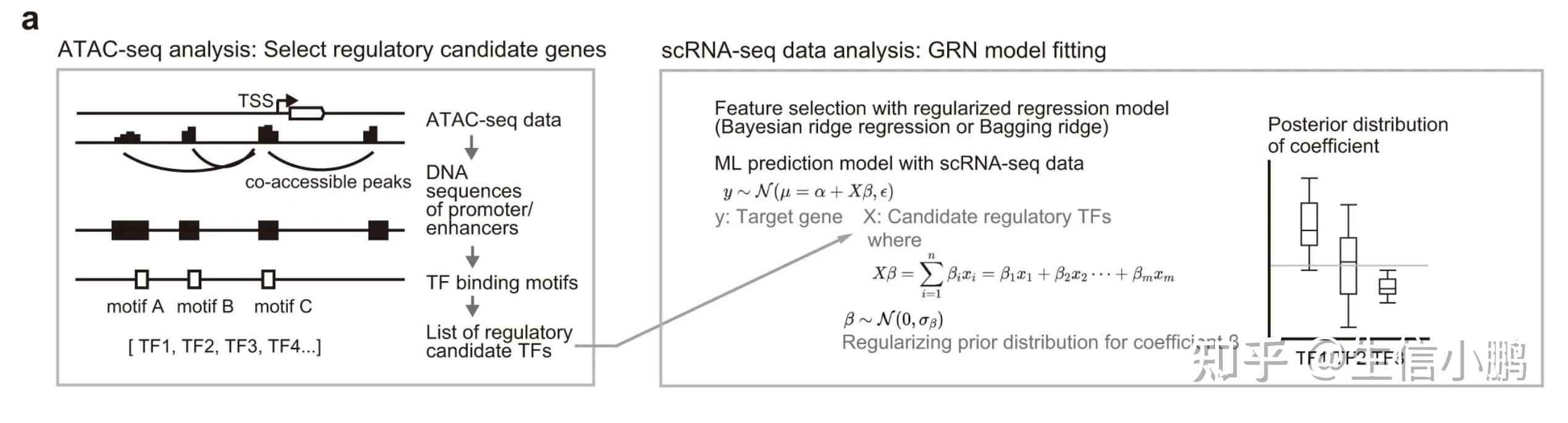 Nature | CellOracle|基因扰动研究基因功能|基因调控网络+虚拟干预 - 知乎