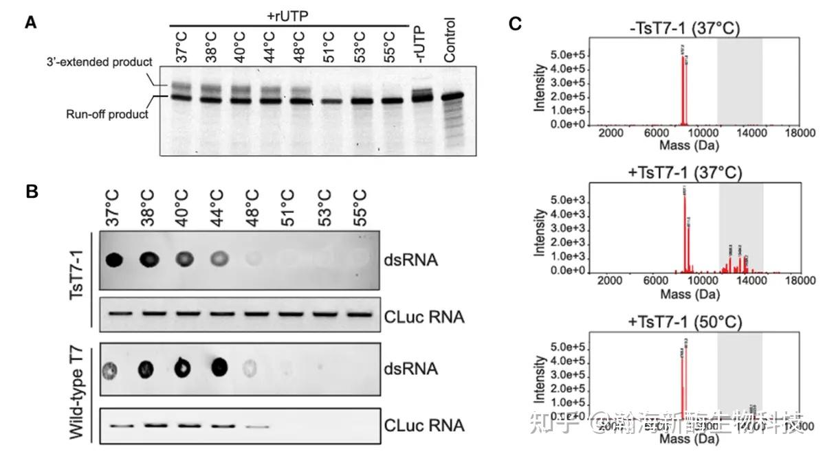 从蓝图到现实—探索mRNA的体外转录工艺 - 知乎