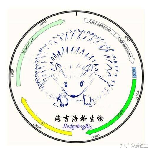 PX458 质粒 CRISPR Cas9系统载体 绿色荧光蛋白pSpCas9(BB) 2A GFP - 知乎