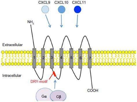 揭秘CXCL10 - 知乎