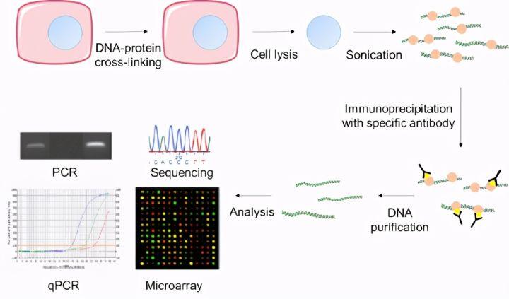 【实用干货】新手入门：CHIP、RIP、CoIP技术科普 - 知乎