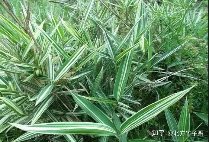 北方竹子哥：庭院种植竹子的有什么门道？你知道吗？【收藏】 - 知乎