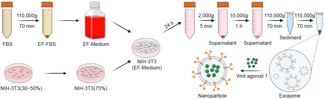 Cell Rep Med｜苏佳灿/徐灿/陈晓团队合作揭秘炎症性肠病骨丢失机制 - 知乎