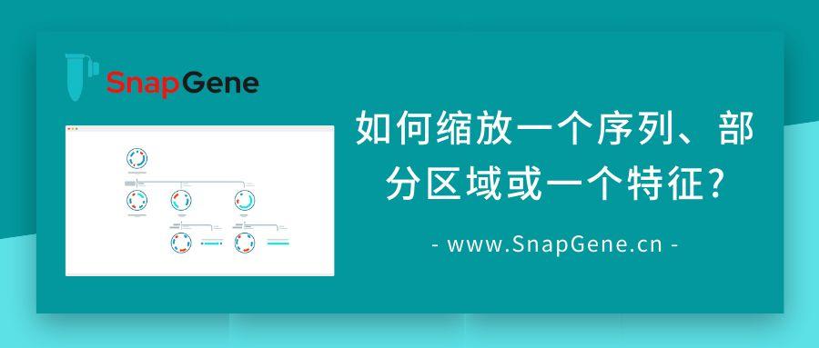 SnapGene操作指南 | 缩放功能 - 知乎