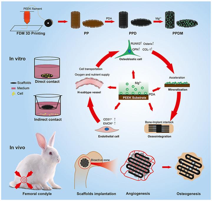 Bioactive Materials：3D打印表面活化镁离子的多孔聚醚醚酮支架 - 知乎