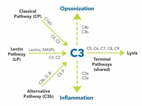 补体通路抑制：IgA肾病治疗的新方向（一） - 知乎