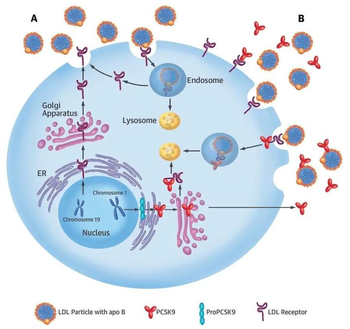 【AmBeed解读】PCSK9结构及其作用靶点 - 知乎