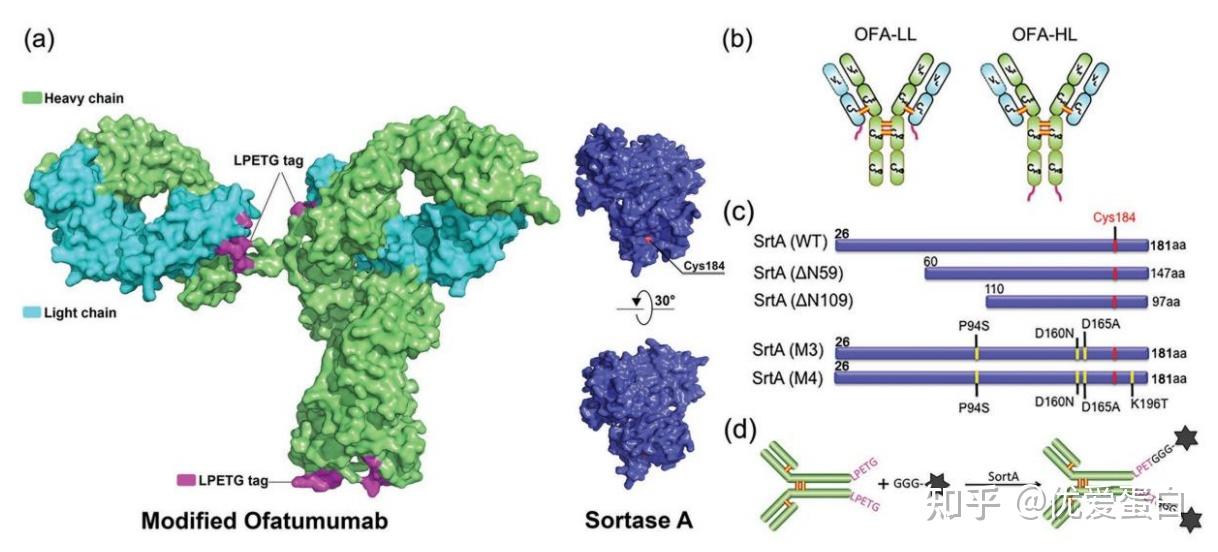 Sortase A：ADC药物偶联的魔法 - 知乎