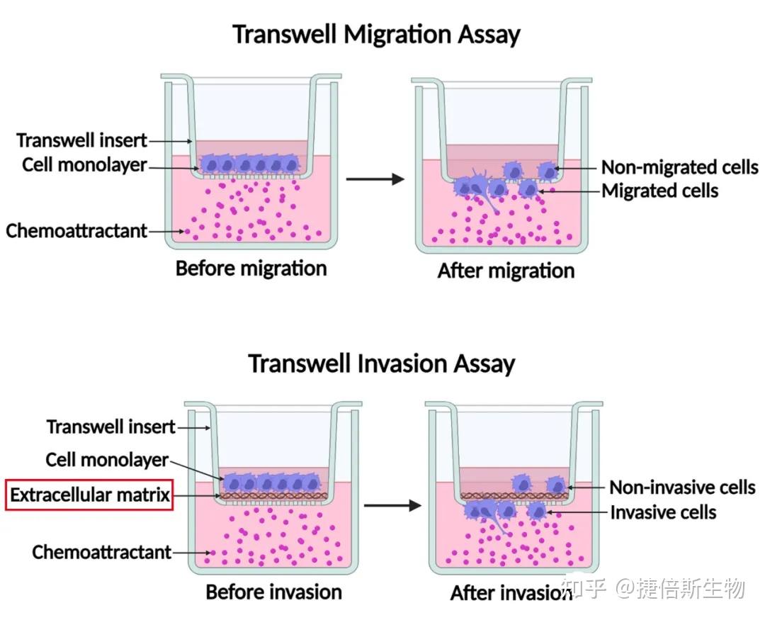 transwell培养小室法研究细胞迁移的基本原理是什么？ - 知乎