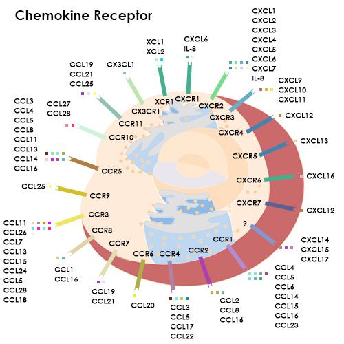 什么是趋化因子配体11 (CCL11)？ - 知乎