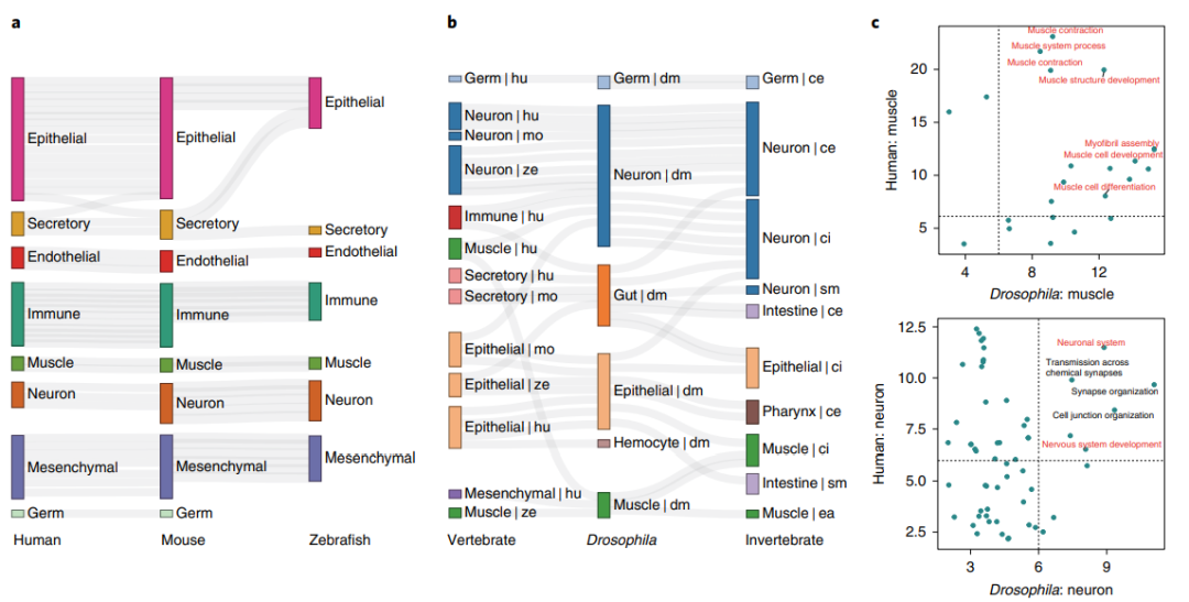 Nature Genetics | 基于人工智能神经网络的基因组解读系统Nvwa并揭示细胞命运决定共性规律 - 知乎